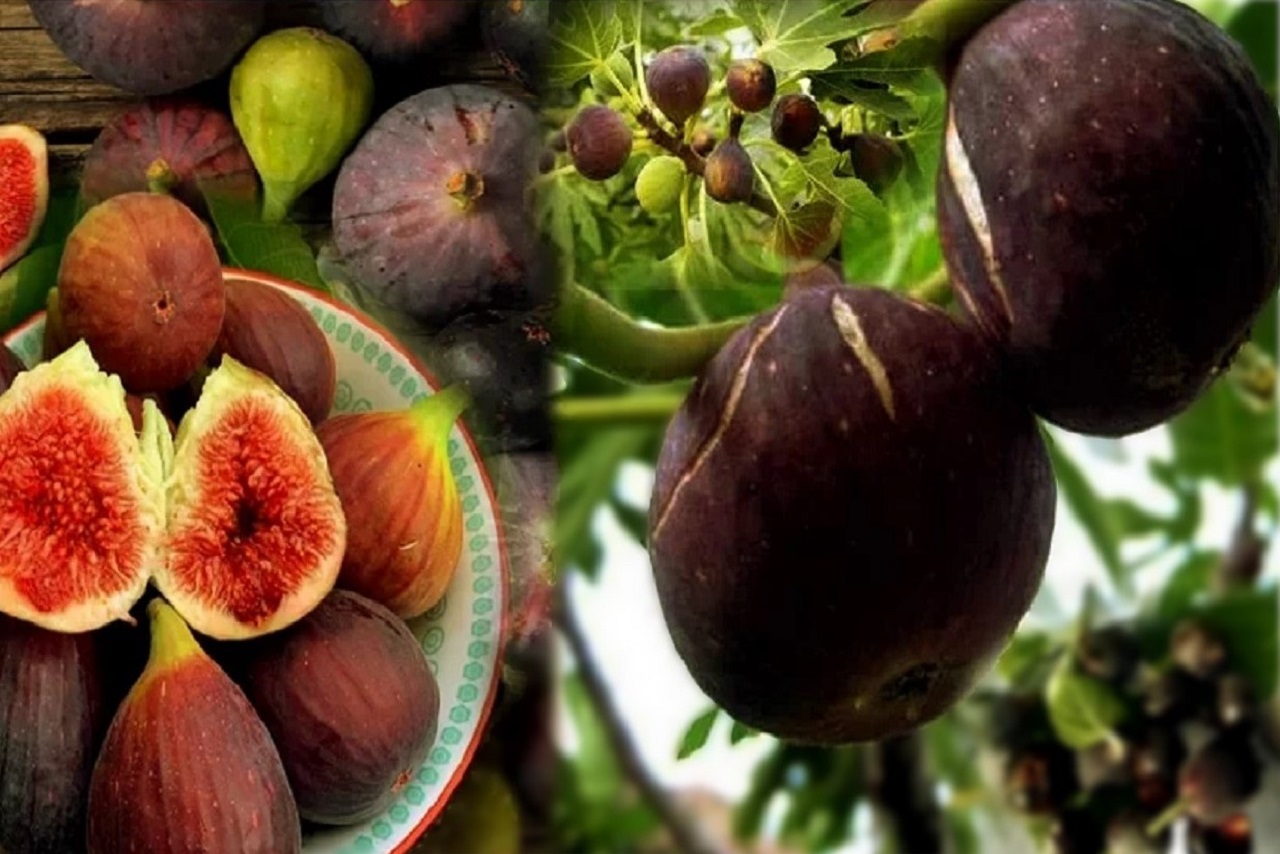 Bedu- THE HIMALYAN FRUIT (Elaeagnus Umbellata) - Kumaoniwave